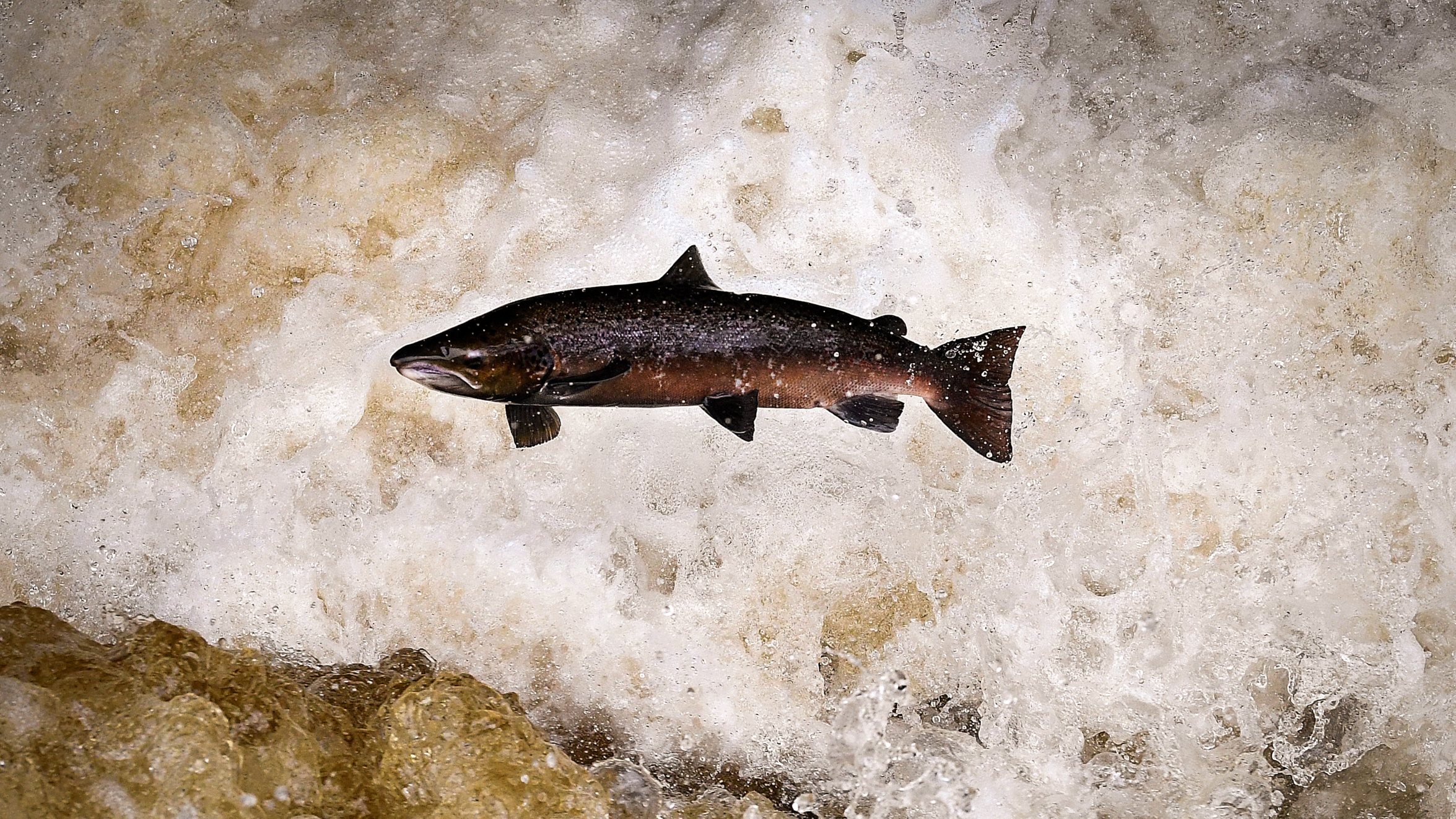 50 ezer lazac szabadult ki egy halastóból, ahol a biztos halál várt ...