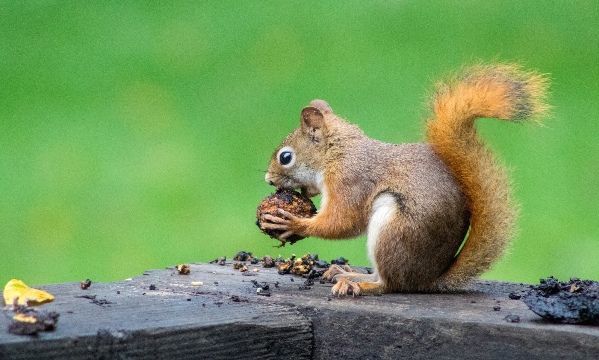 Itt egy gonosz, de hatékony módszer, hogy a mókusok ne járjanak rá a ...