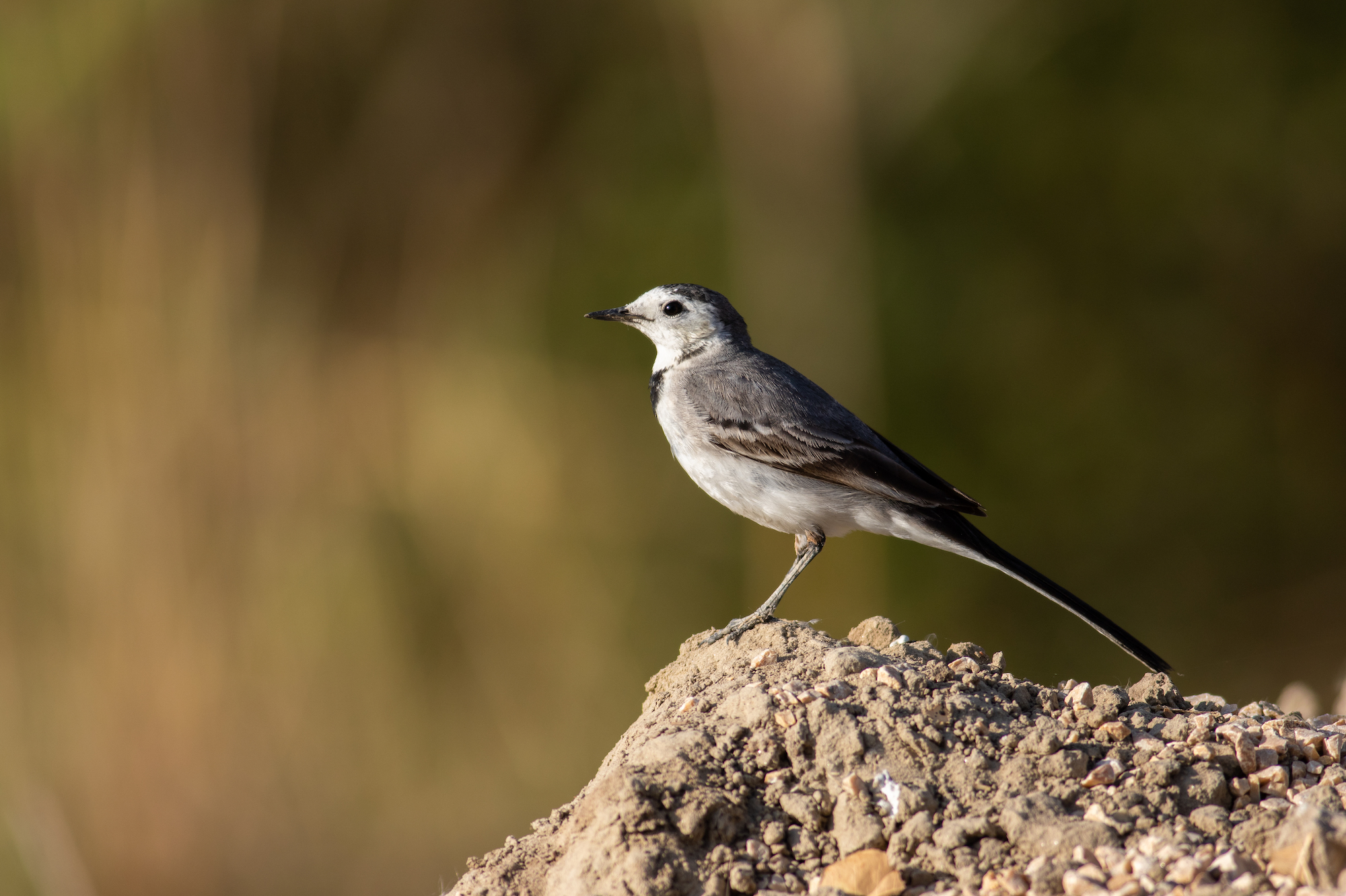 Csodálatosan szólt be a Twitter új logójának a WWF - Player.hu